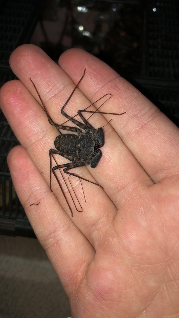 Amblypygids & Uropygids – Atlantic Aquaculture