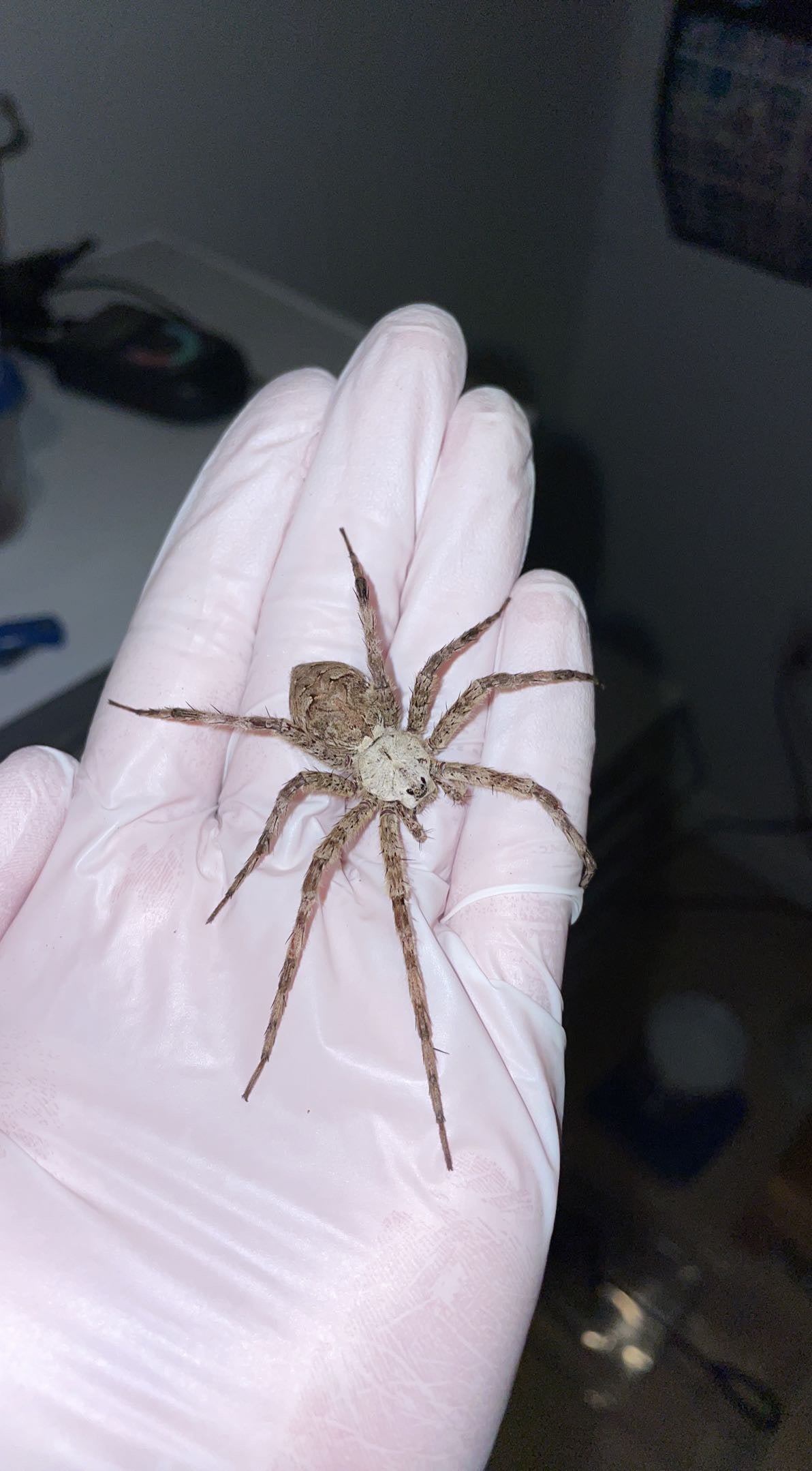 True Spiders & Mygalomorphs – Atlantic Aquaculture