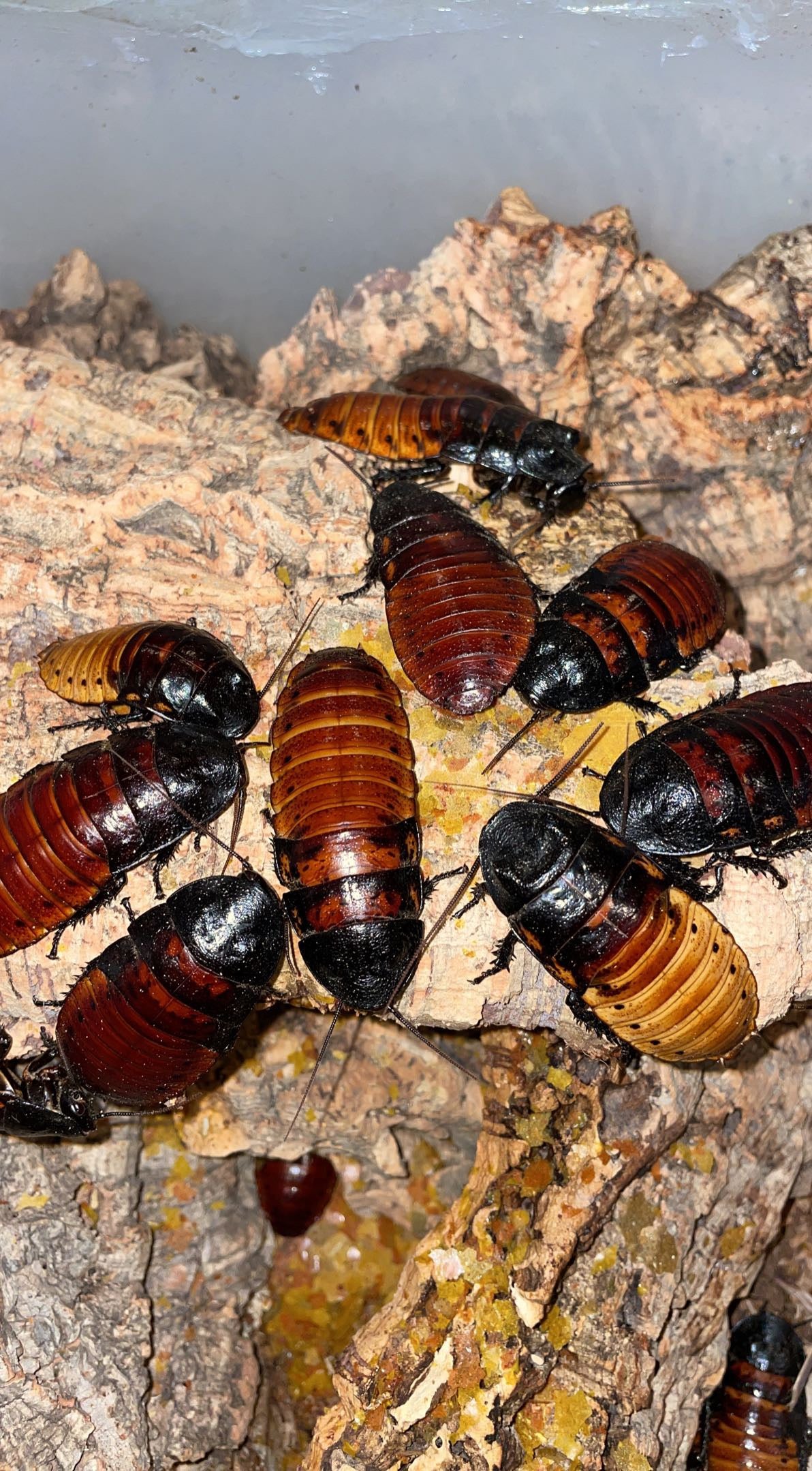 Cockroaches – Atlantic Aquaculture