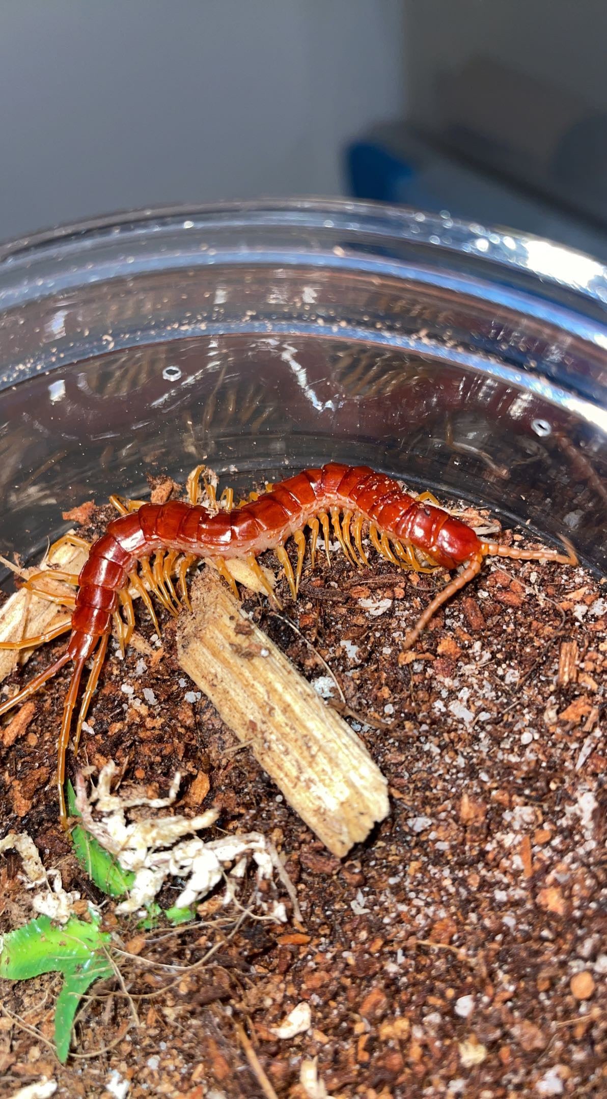 Centipedes – Atlantic Aquaculture