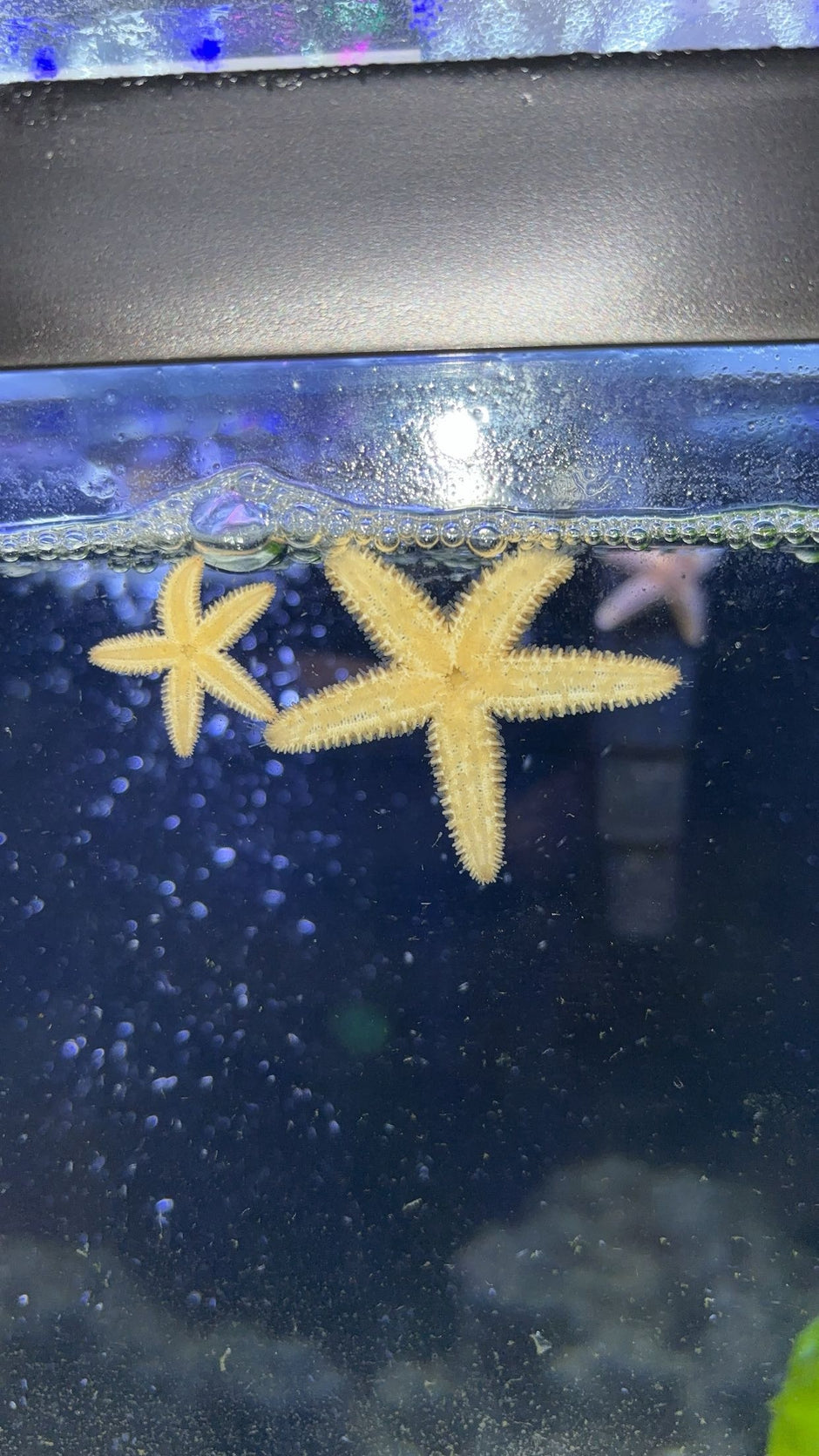 Atlantic Aquaculture