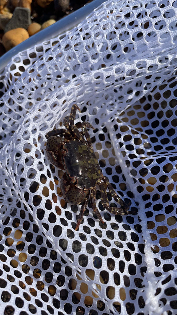 Asian Shore Crab (Hemigrapsus sanguineus) – Atlantic Aquaculture