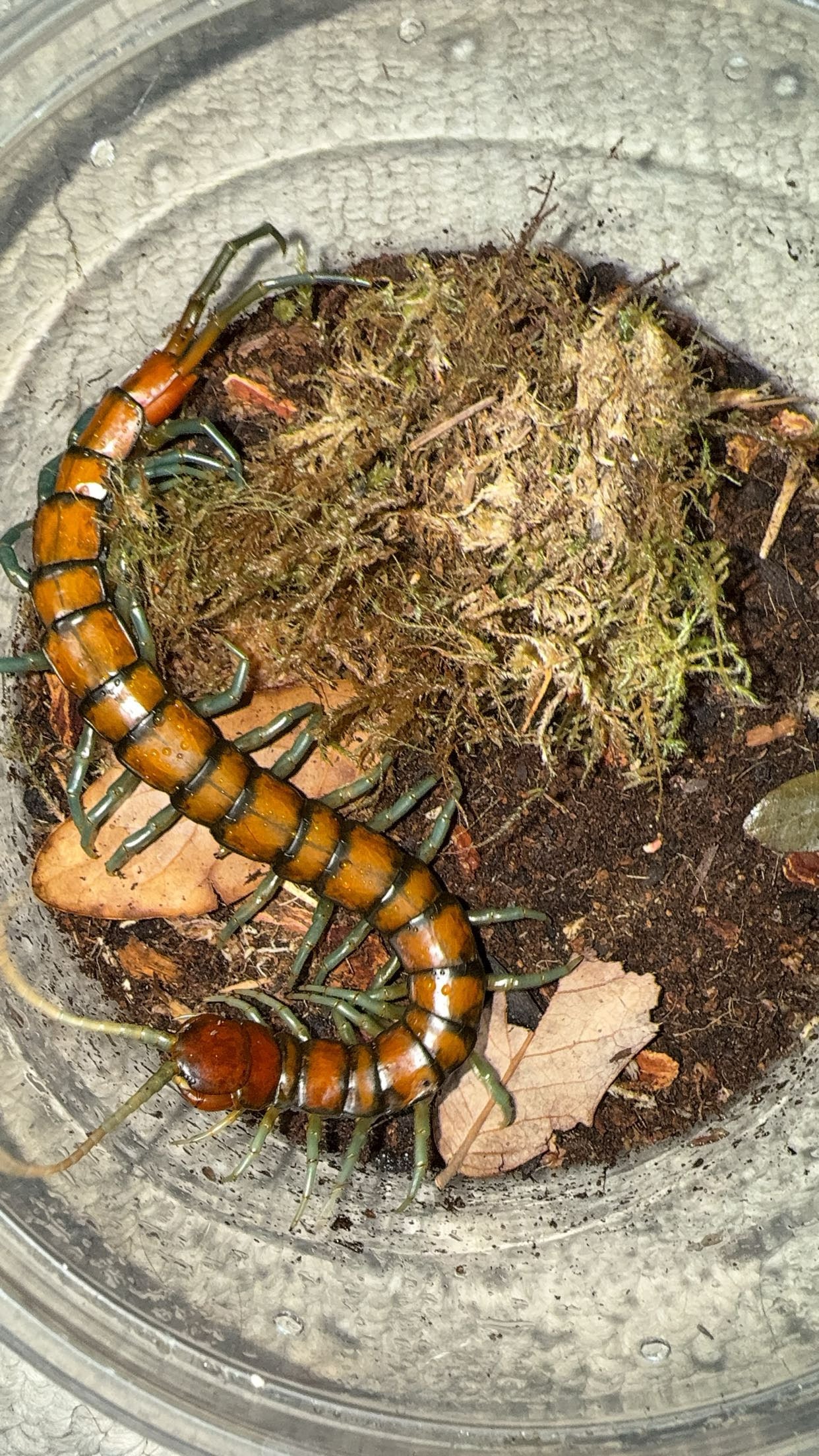 Mint Leg Centipede (Scolopendra sp. “Mint Leg”) – Atlantic Aquaculture