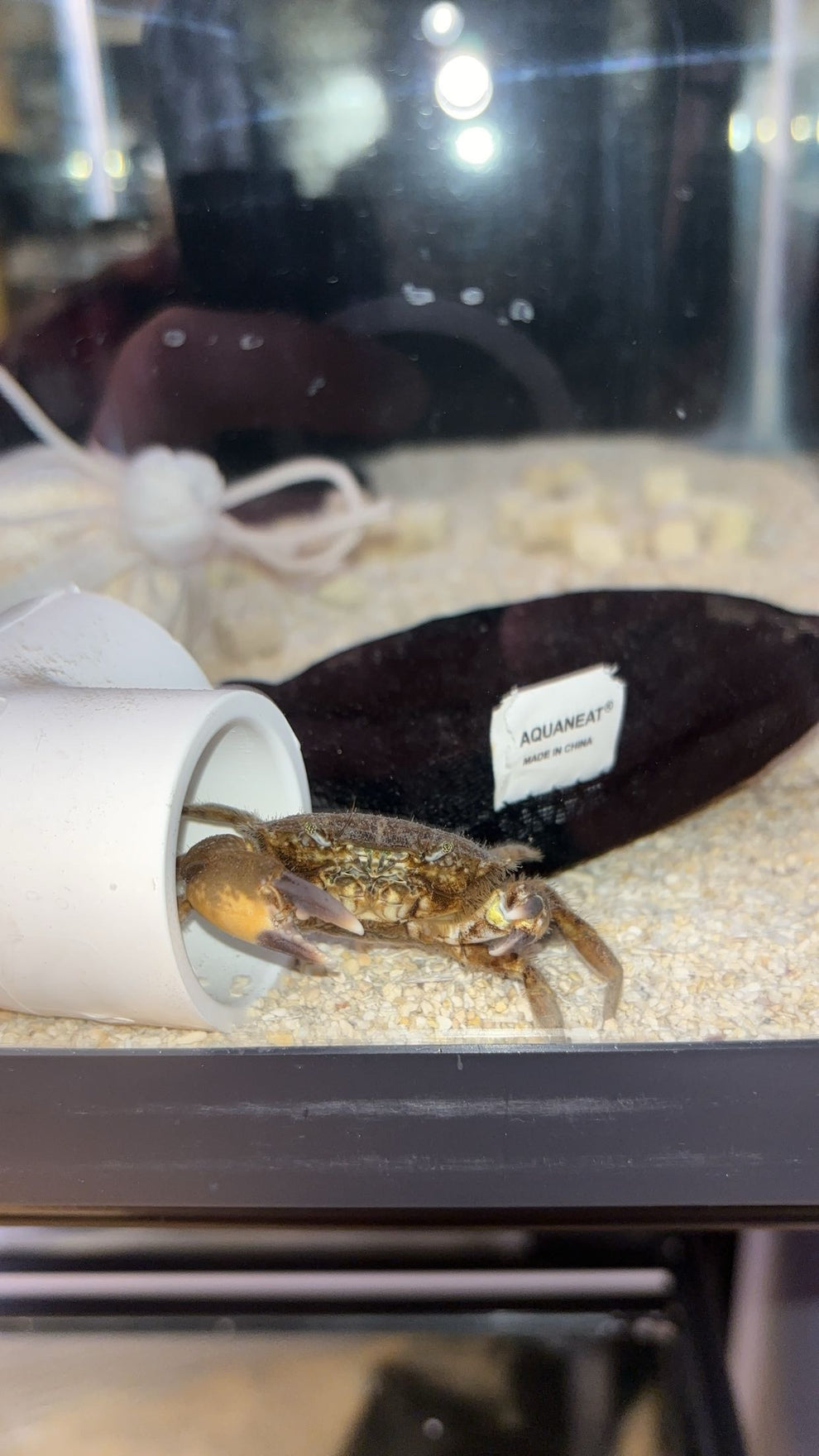 Black-fingered Mud Crab (Panopeus herbstii) – Atlantic Aquaculture