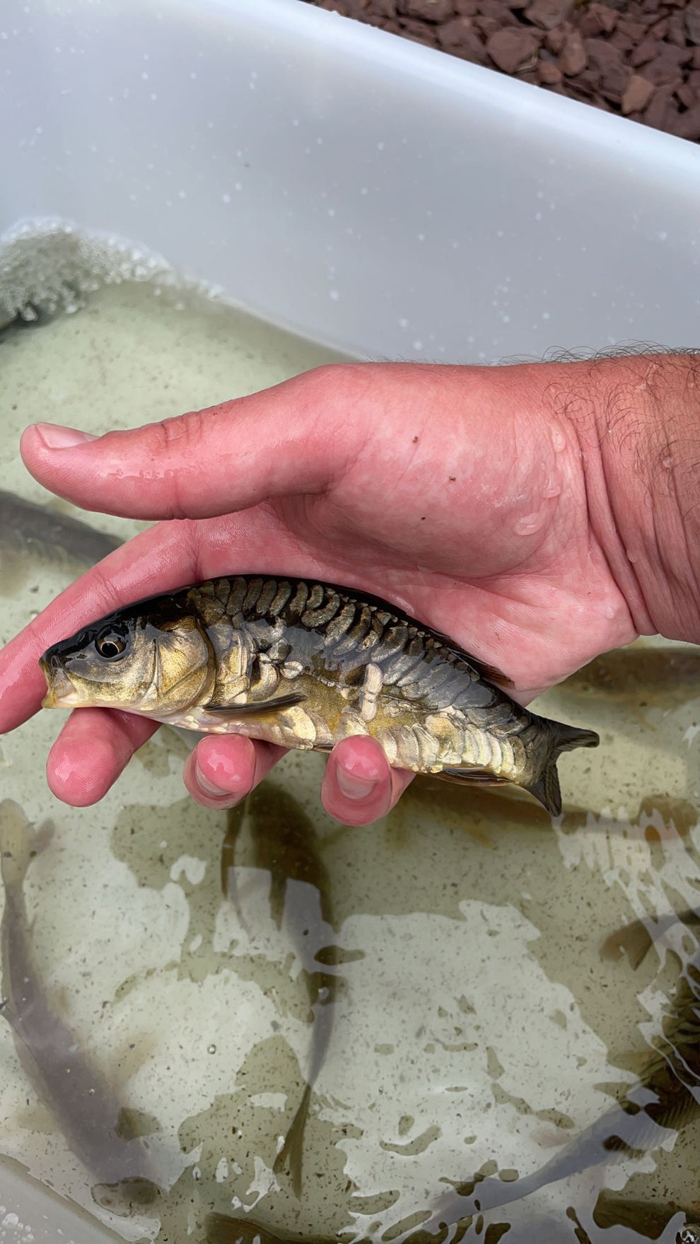 Israeli Mirror Carp (Cyprinus carpio) – Atlantic Aquaculture