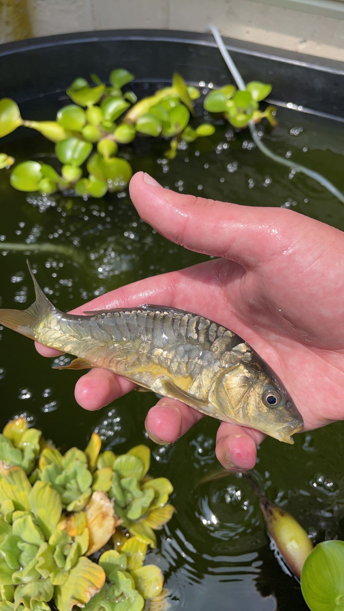 Israeli Mirror Carp (Cyprinus carpio) – Atlantic Aquaculture