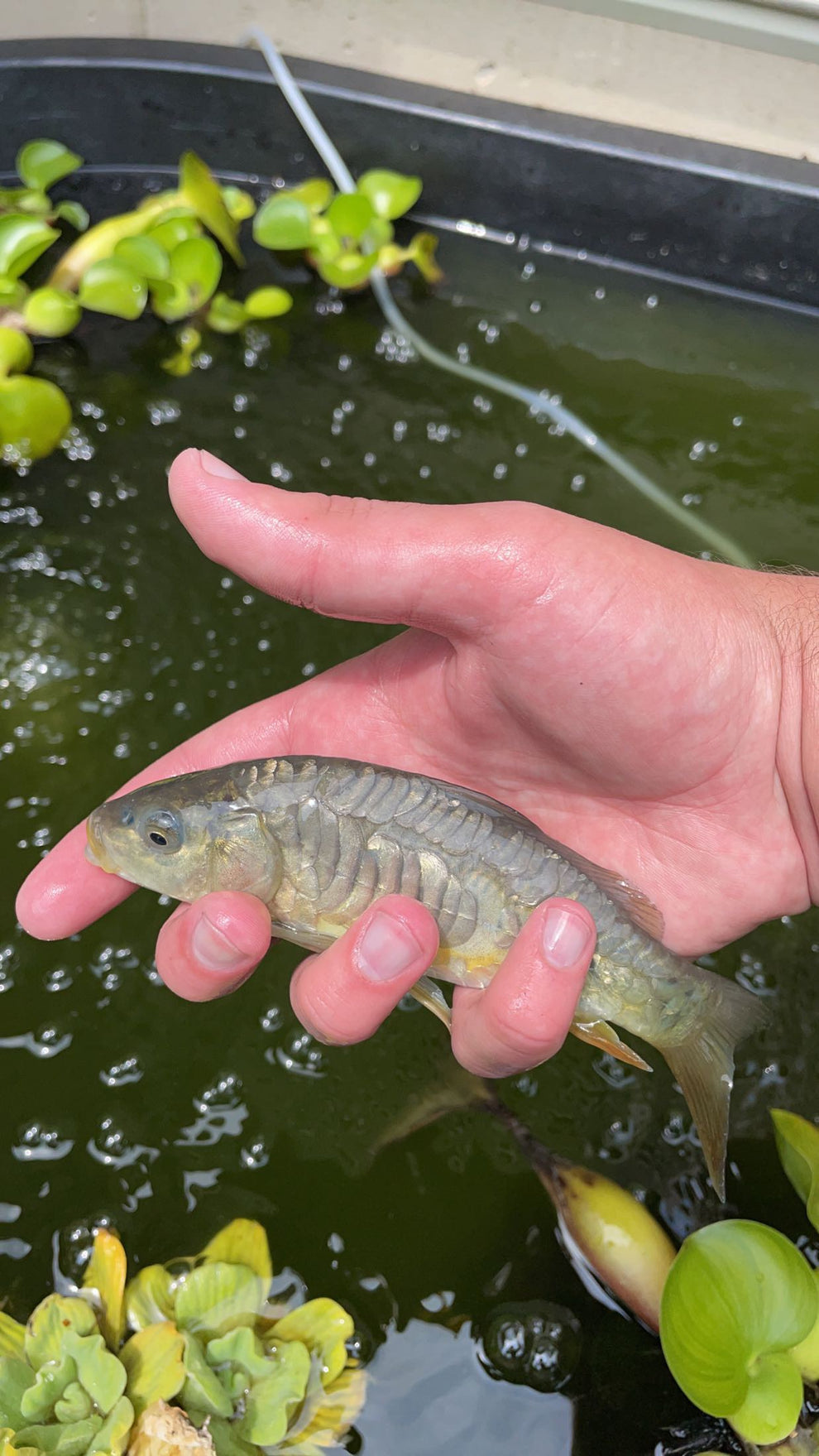Israeli Mirror Carp (Cyprinus carpio) – Atlantic Aquaculture