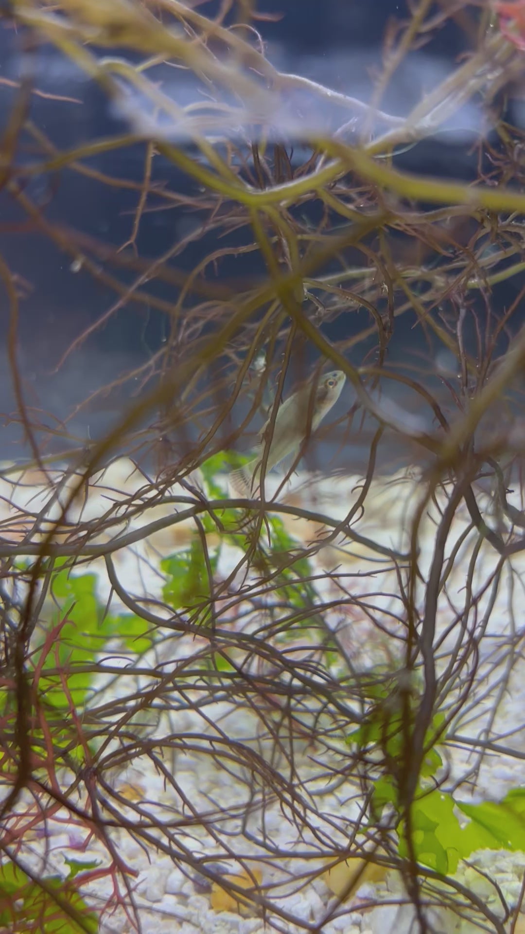 Cunner (Tautogolabrus adspersus) – Atlantic Aquaculture