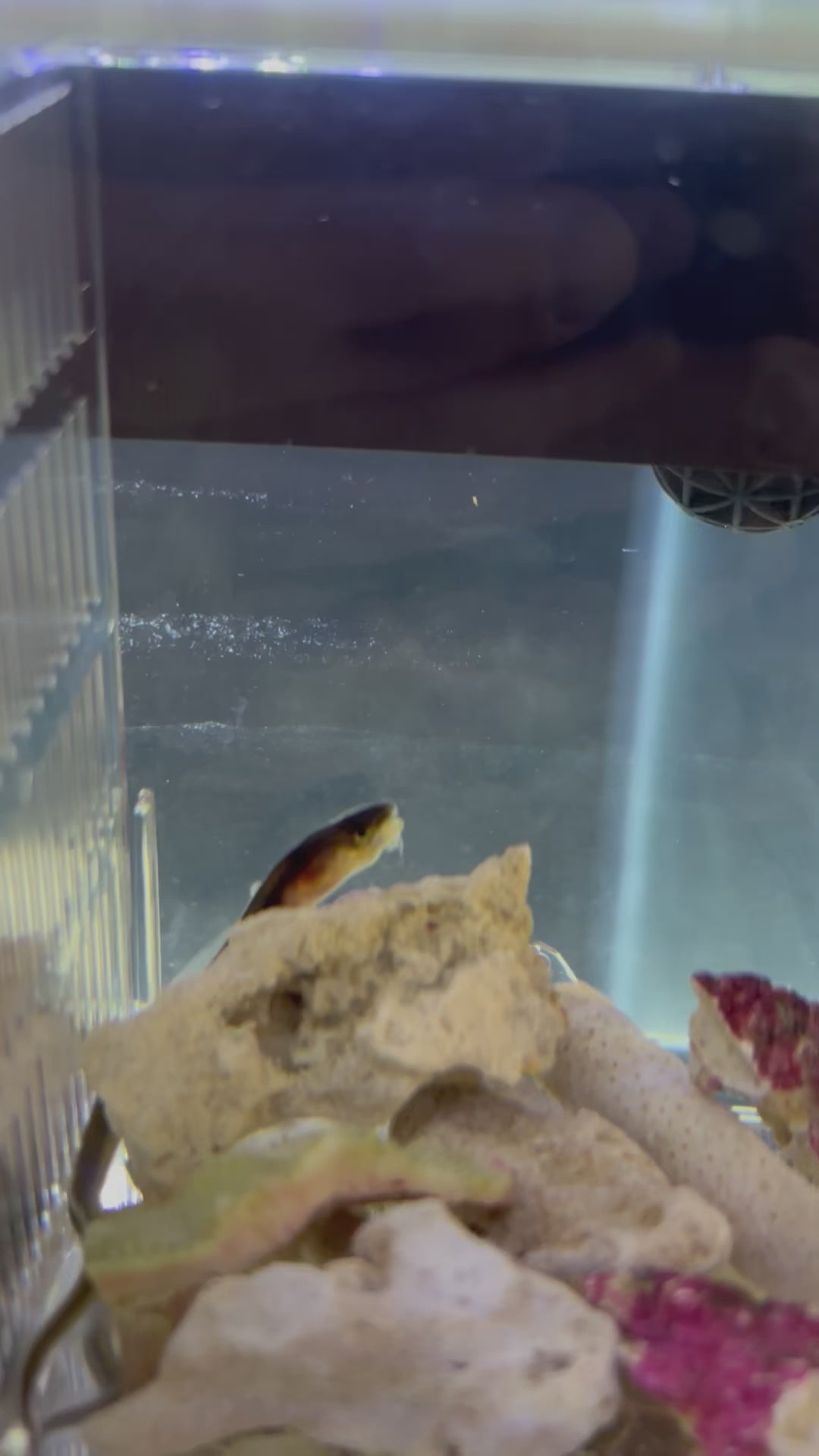 American Conger Eel (Conger oceanicus) – Atlantic Aquaculture