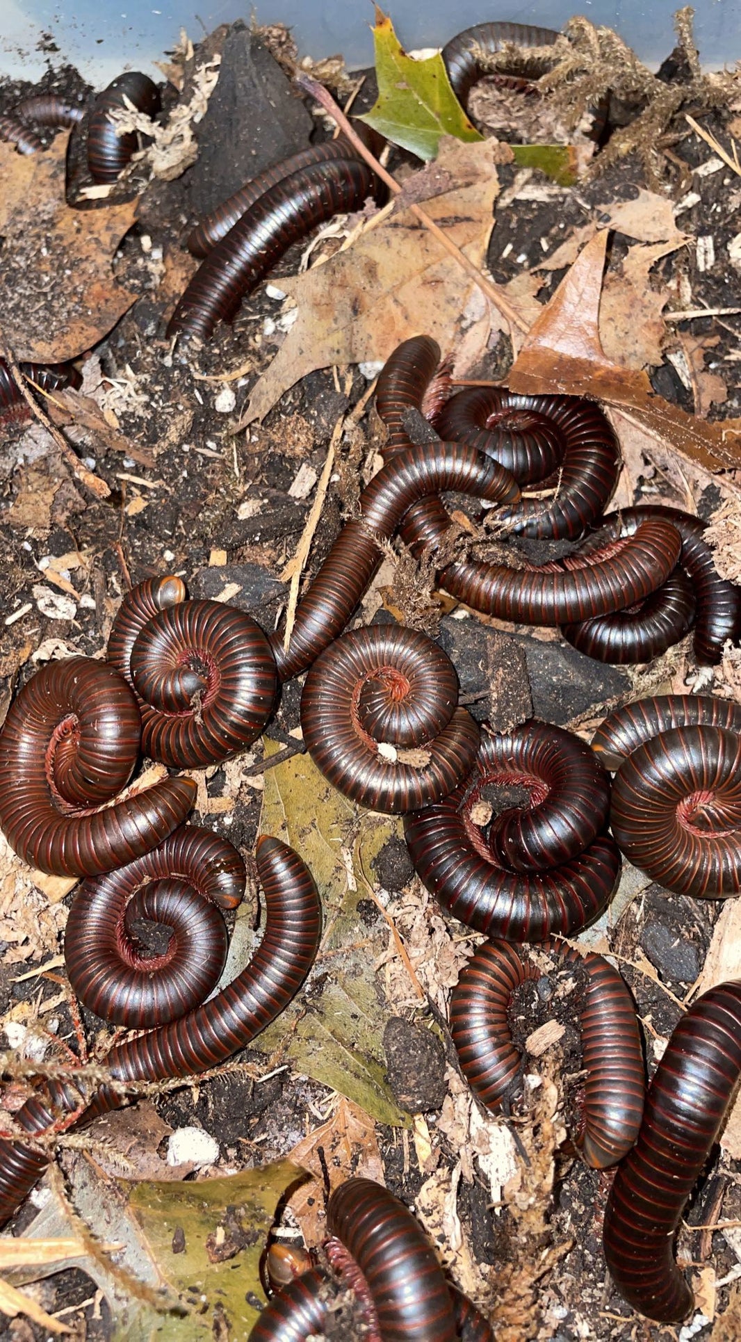 Millipedes – Atlantic Aquaculture