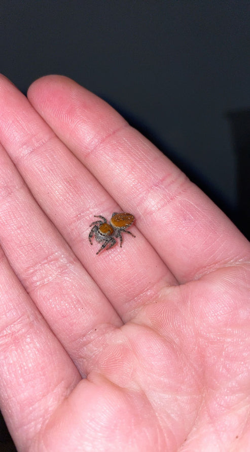 Cardinal Jumping Spider (Phidippus cardinalis) – Atlantic Aquaculture