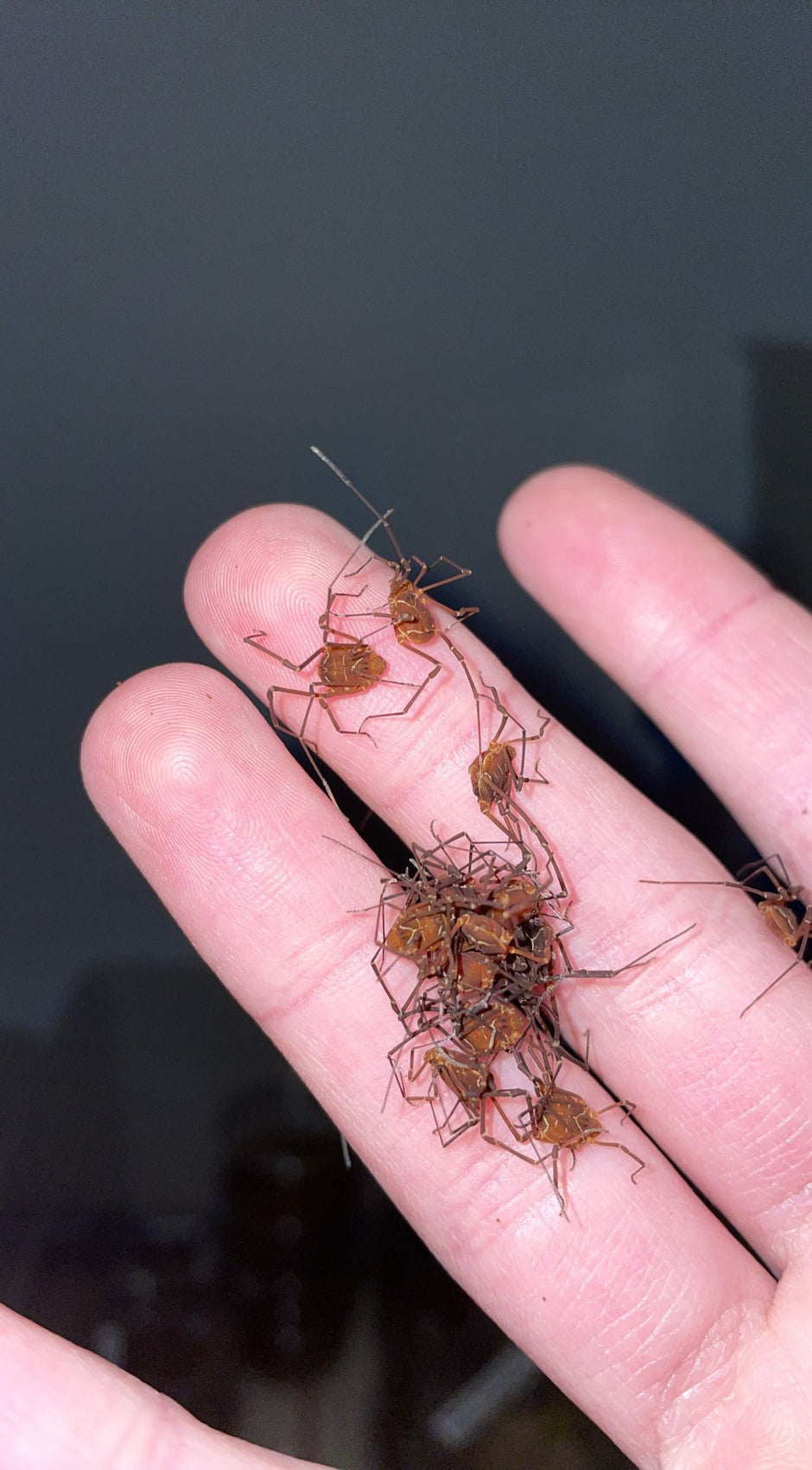 Solifugids & Miscellaneous Arachnids – Atlantic Aquaculture